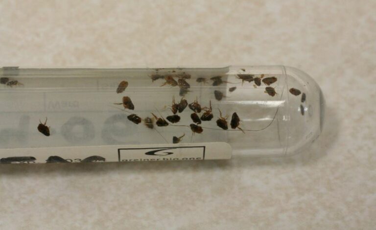 What Do Fleas Look Like To The Human Eye? | Y-L-P-C