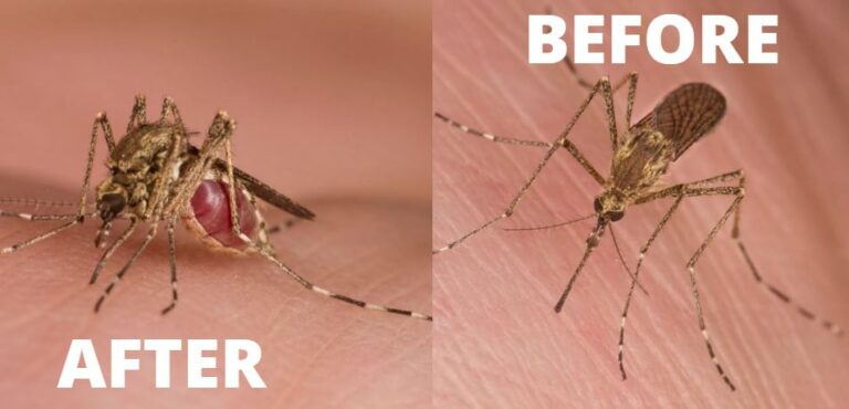 Top 10 Gnat Bites Pictures Explained Y L P C