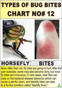 12 Most Harmful Types Of Bug Bites Chart Explained! | Y-L-P-C
