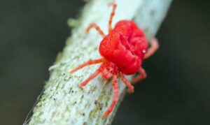Chiggers In Texas! | Y-L-P-C